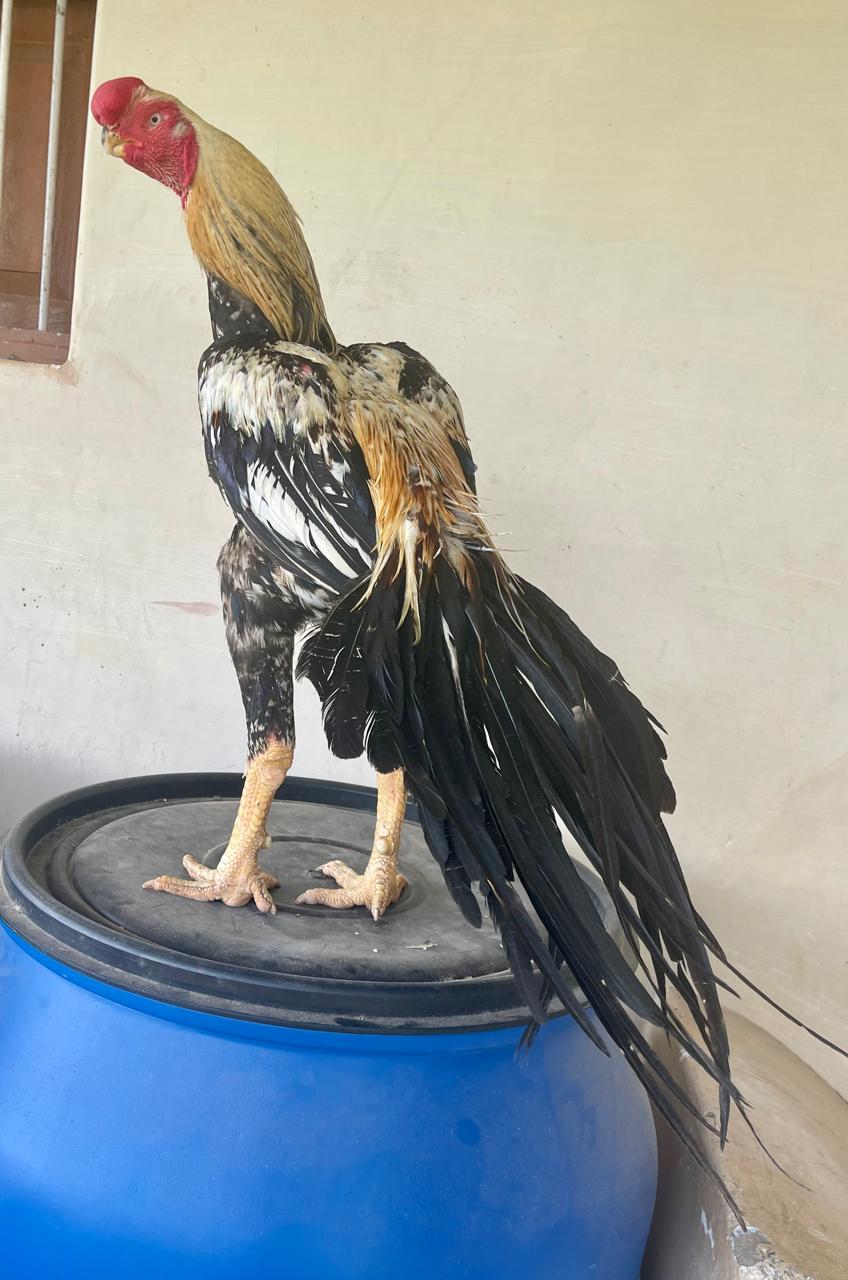 Parrot Beak Aseel: A Complete Guide to This Unique and Majestic Chicken ...